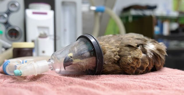 Wildlife Rescue — World's Largest Raptor Rescue | Delhi, India